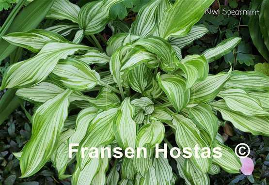 Hosta Kiwi Spearmint - Fransen Hostas